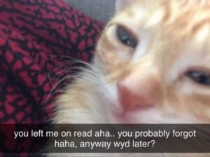 45 Sad Cat Memes That Will Hit You Right in the Feels