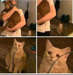 45 Sad Cat Memes That Will Hit You Right in the Feels