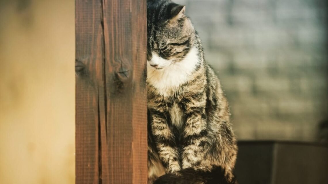 45 Sad Cat Memes That Will Hit You Right in the Feels