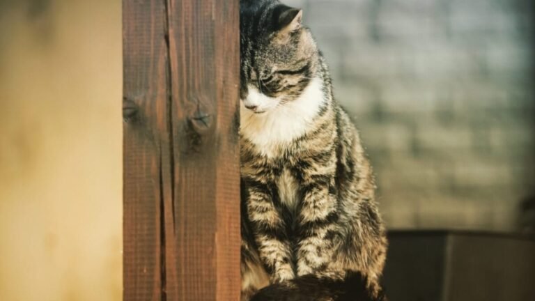 45 Sad Cat Memes That Will Hit You Right in the Feels