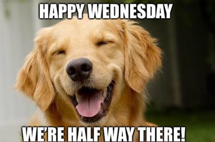 55+ Hilarious Hump Day Memes to Beat Wednesday Blues