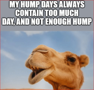 55+ Hilarious Hump Day Memes to Beat Wednesday Blues