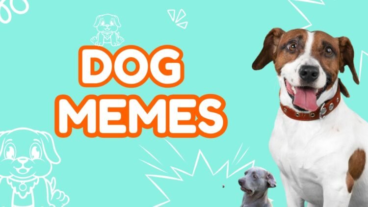 55+ Dog Memes That Will Make You Bark Laughing