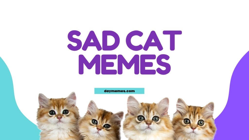 45 Sad Cat Memes That Will Hit You Right in the Feels