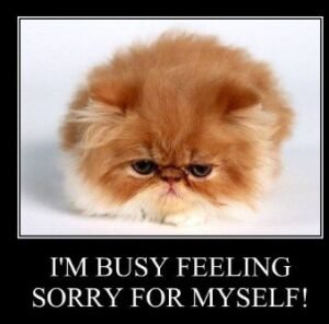 45 Sad Cat Memes That Will Hit You Right in the Feels