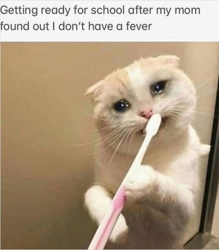 45 Sad Cat Memes That Will Hit You Right in the Feels