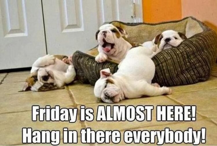 55+ Hilarious Hump Day Memes to Beat Wednesday Blues