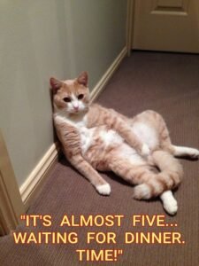 45 Sad Cat Memes That Will Hit You Right in the Feels