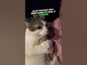 45 Sad Cat Memes That Will Hit You Right in the Feels