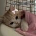 45 Sad Cat Memes That Will Hit You Right in the Feels