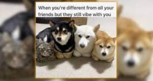 55+ Dog Memes That Will Make You Bark Laughing