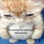 45 Sad Cat Memes That Will Hit You Right in the Feels