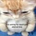 45 Sad Cat Memes That Will Hit You Right in the Feels