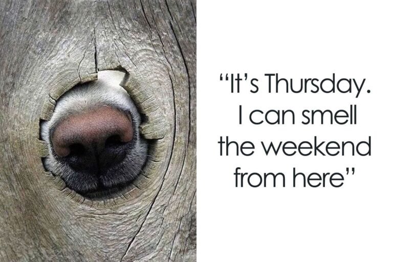 50+ Friday Eve Memes That Capture Your Thursday Energy