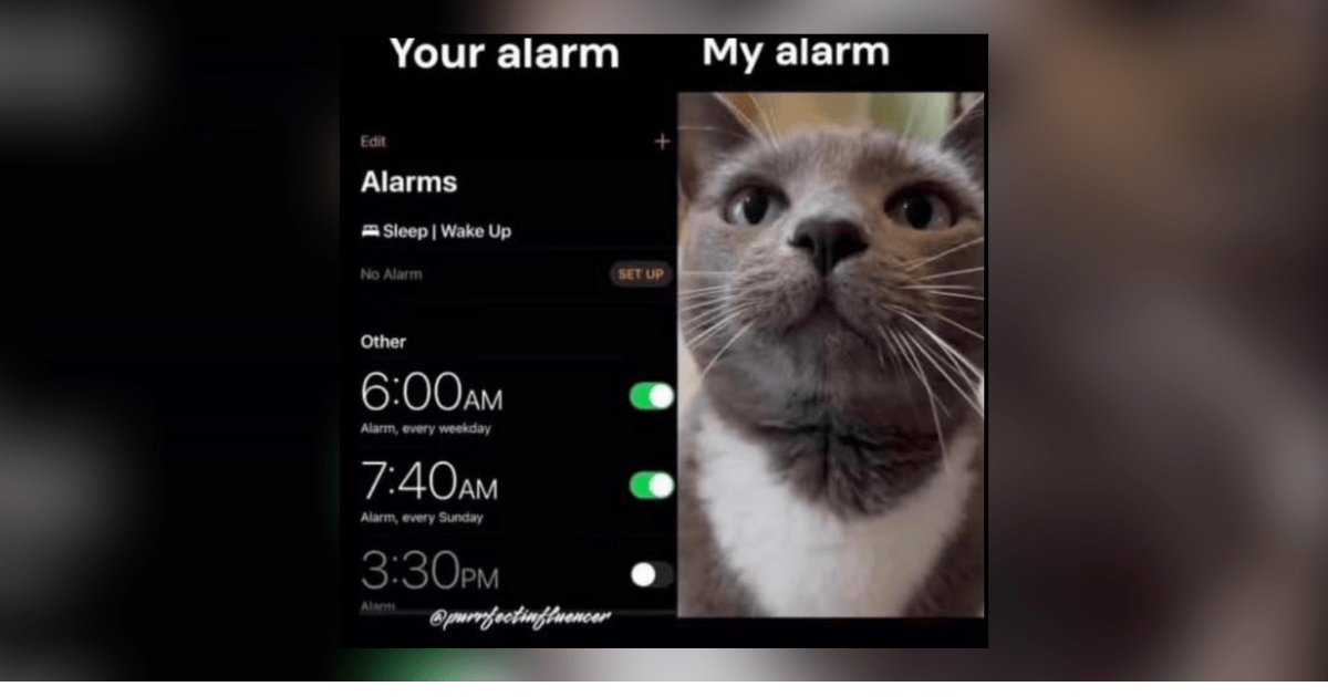 40 Hilarious Angry Cat Memes That Perfectly Capture Your Monday Mood