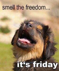 45 Friday Morning Memes to Start Your Weekend with Laughter