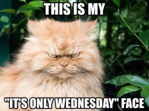 30 Hilarious Good Morning Wednesday Memes for Work That Beat the ...