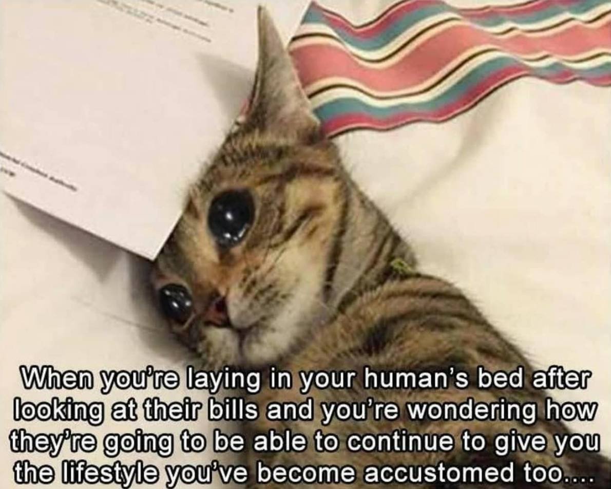 45 Crying Cat Memes That Hit Your Feelings Too Hard
