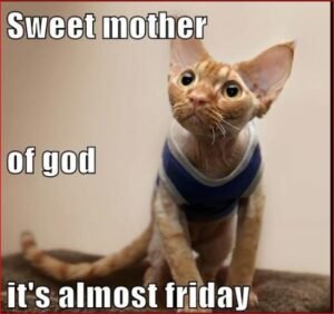 30 Hilarious Good Morning Wednesday Memes for Work That Beat the ...