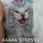 45 Crying Cat Memes That Hit Your Feelings Too Hard