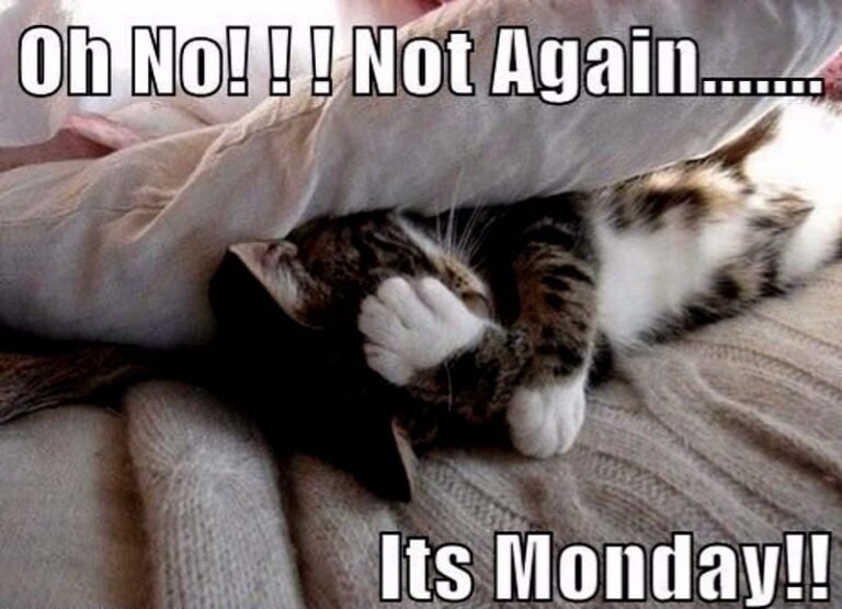 40 Hilarious Angry Cat Memes That Perfectly Capture Your Monday Mood