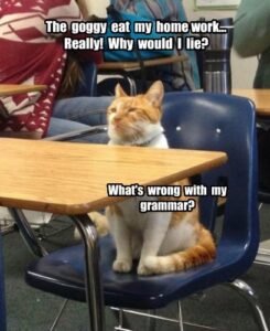45 Crying Cat Memes That Hit Your Feelings Too Hard