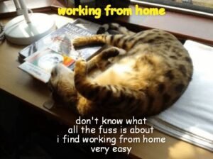 40 Hilarious Angry Cat Memes That Perfectly Capture Your Monday Mood