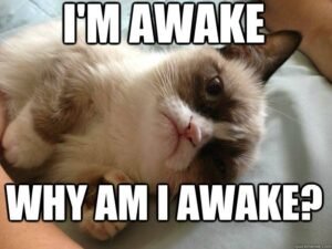 40 Hilarious Angry Cat Memes That Perfectly Capture Your Monday Mood