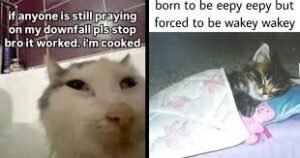 45 Crying Cat Memes That Hit Your Feelings Too Hard