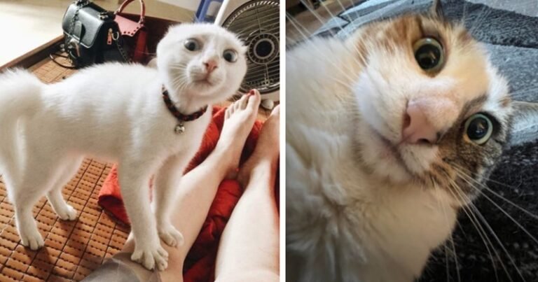 45 Crying Cat Memes That Hit Your Feelings Too Hard