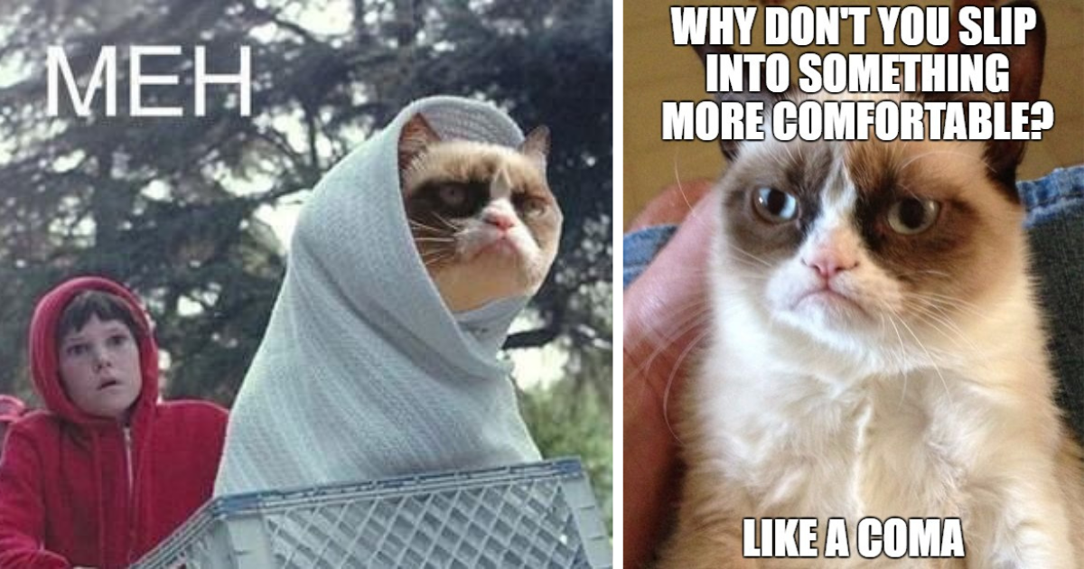 40 Hilarious Angry Cat Memes That Perfectly Capture Your Monday Mood