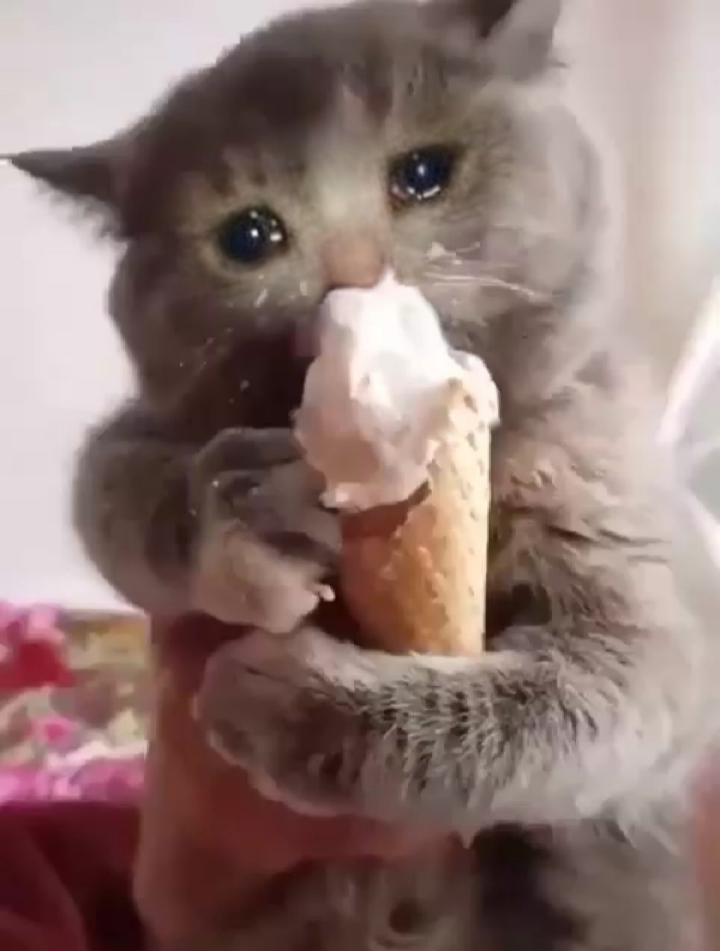 45 Crying Cat Memes That Hit Your Feelings Too Hard