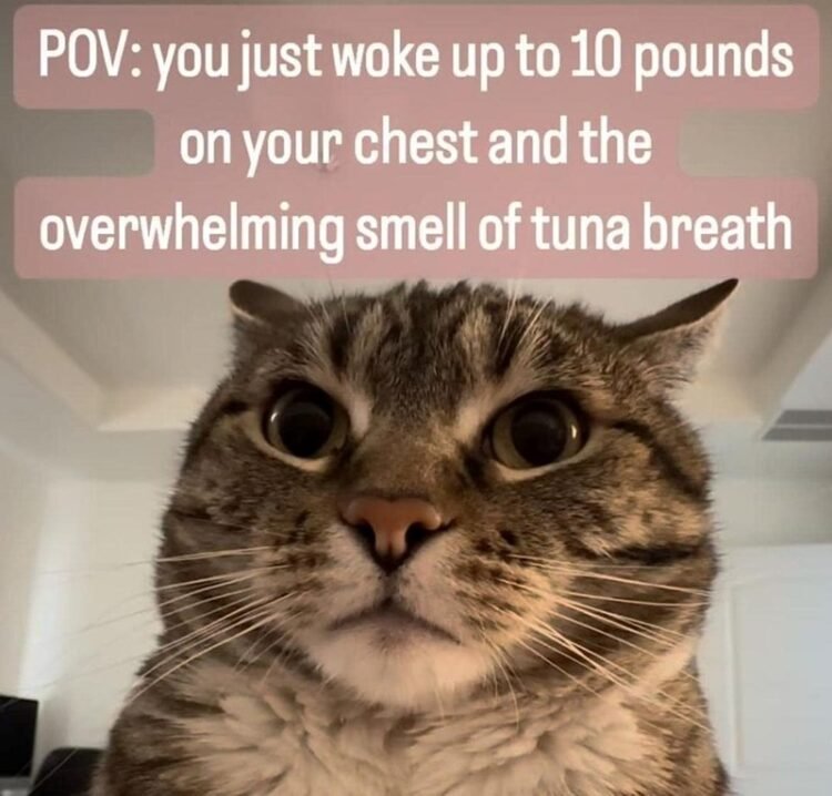 40 Hump Day Memes That Perfectly Capture Your Wednesday Struggles