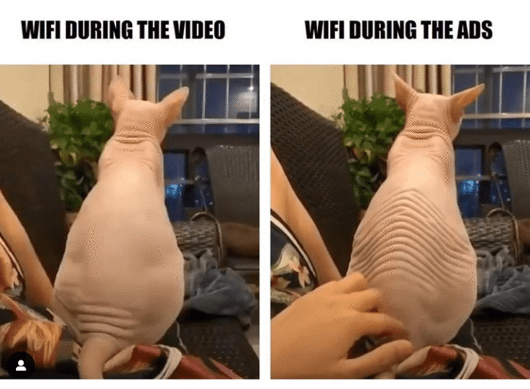 40 Hilarious Angry Cat Memes That Perfectly Capture Your Monday Mood