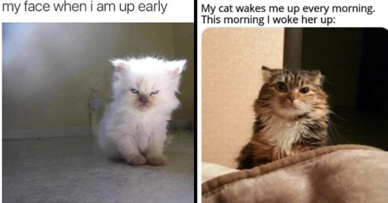 35+ Funny Good Morning Memes That Will Make You Smile