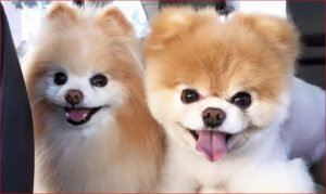 71+ Smiling Dog Memes That Will Make You Smile Instantly