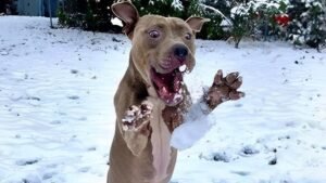71+ Smiling Dog Memes That Will Make You Smile Instantly