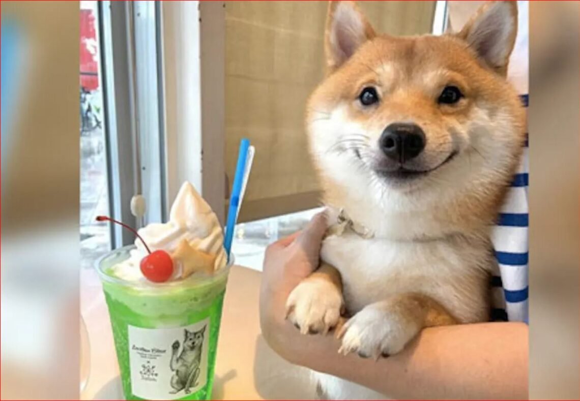 71+ Smiling Dog Memes That Will Make You Smile Instantly